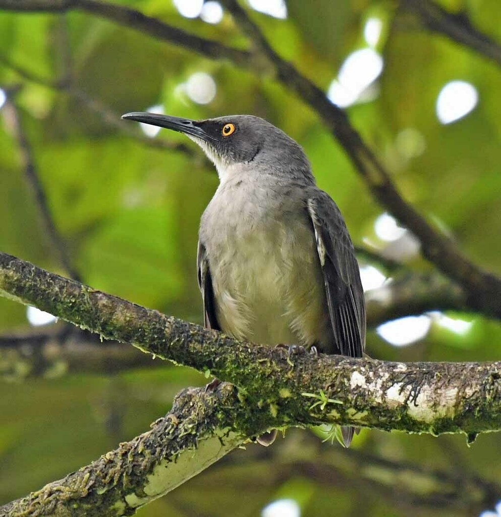 Gray Trembler from Micoud, St Lucia on April 20, 2023 at 10:02 AM by ...