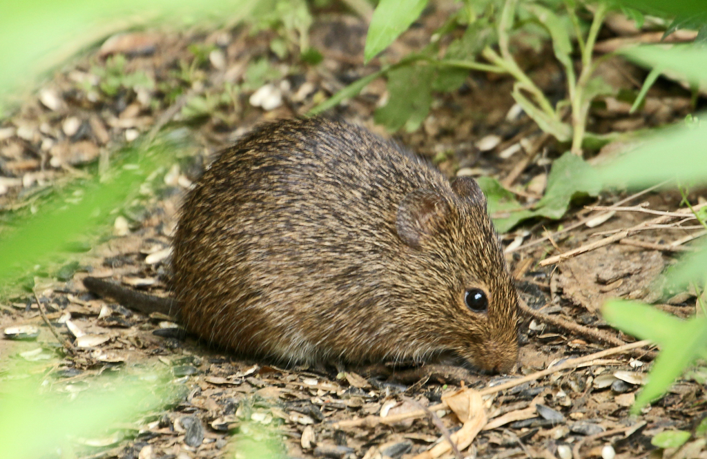 Cotton Rats (Sigmodontini) - Know Your Mammals
