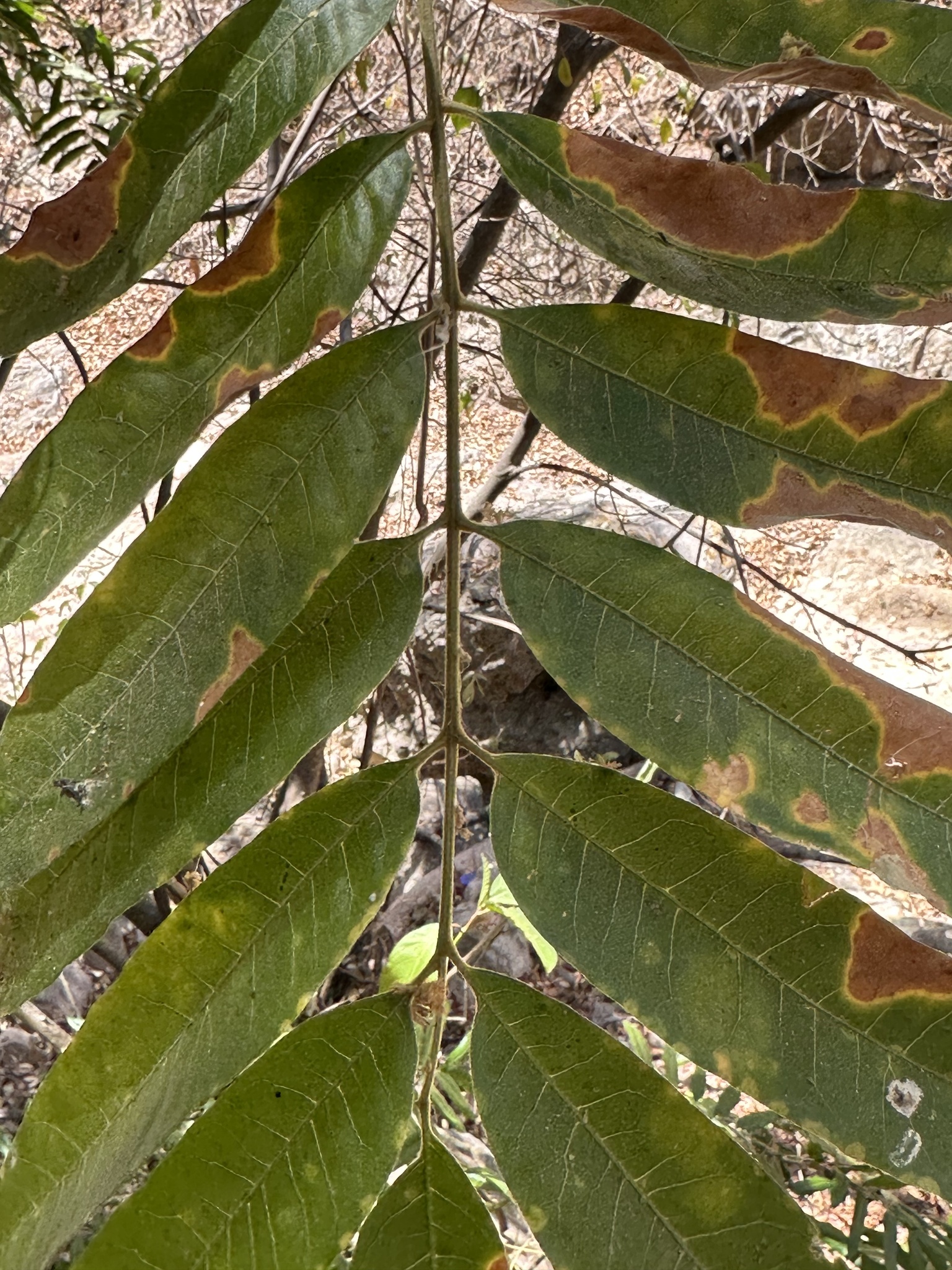 Cedrela odorata L.