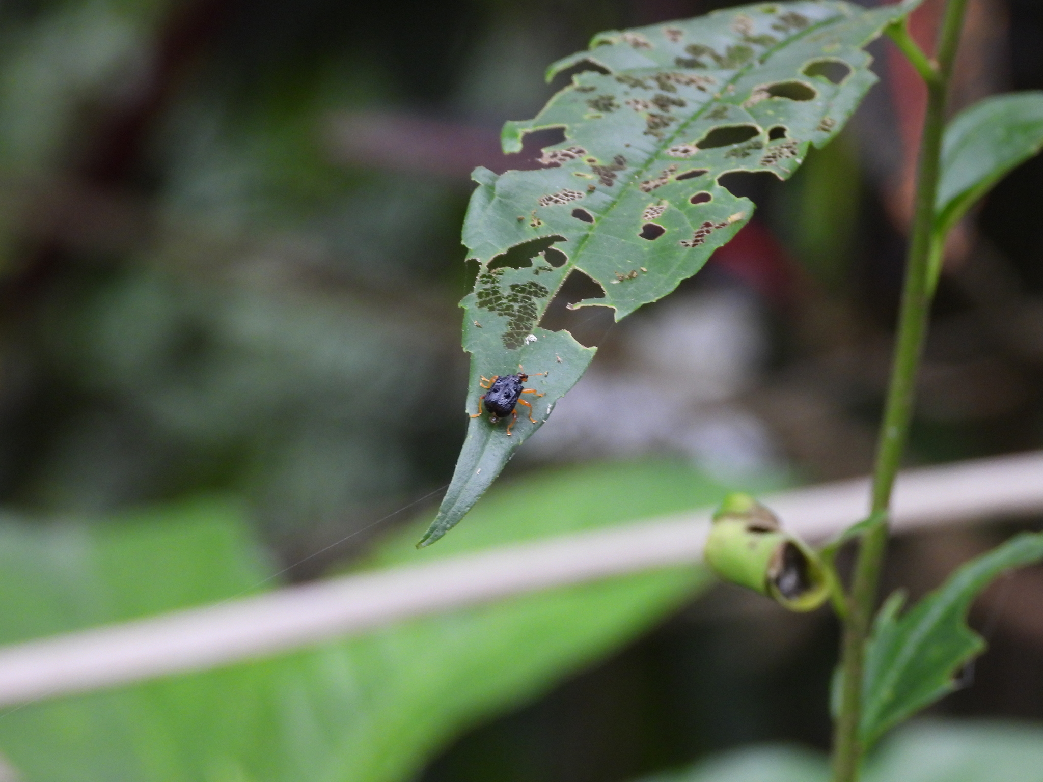 Agomadaranus pardaloides (Voss, 1924)