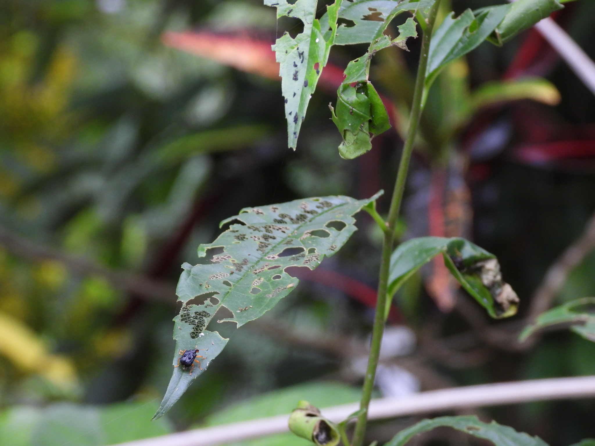 Agomadaranus pardaloides (Voss, 1924)