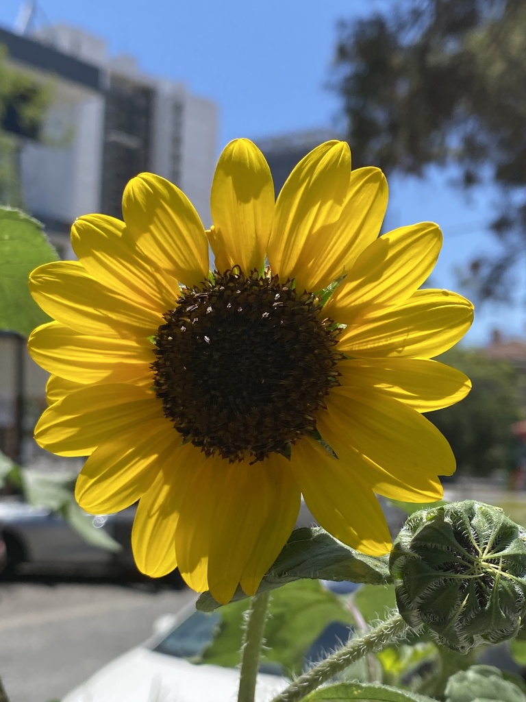Common Sunflower from Centro, Monterrey, N.L., México on April 30, 2023 ...
