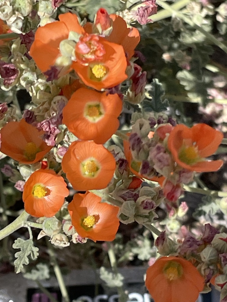 apricot mallow from Alamo Rd, Kirkland, AZ, US on May 3, 2023 at 01:36 ...