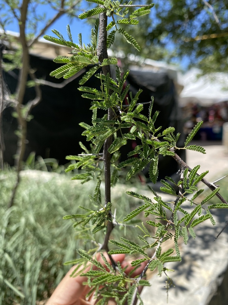 Sweet acacia from Monterrey, Nuevo León, Mexico on April 30, 2023 at 12 ...