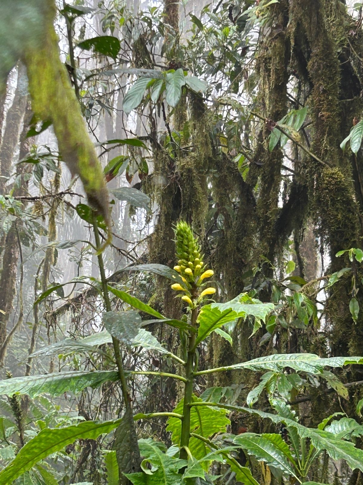 Aphelandra acanthus Nees
