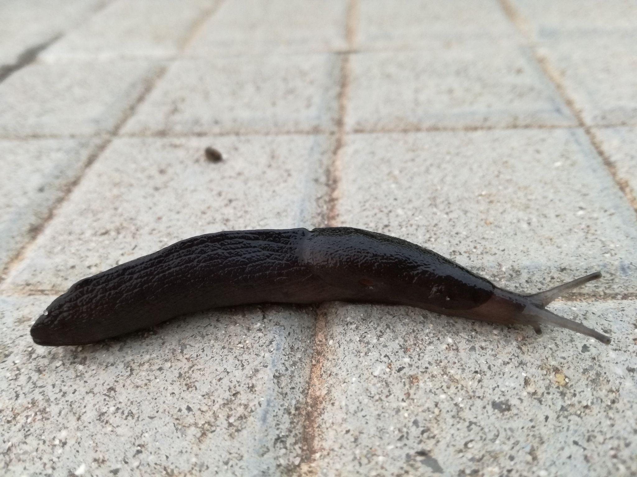 Milax nigricans (Philippi, 1836)