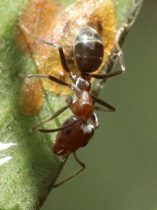 Rainbow Ants from Warrimoo NSW 2774, Australia on April 5, 2023 at 10: ...