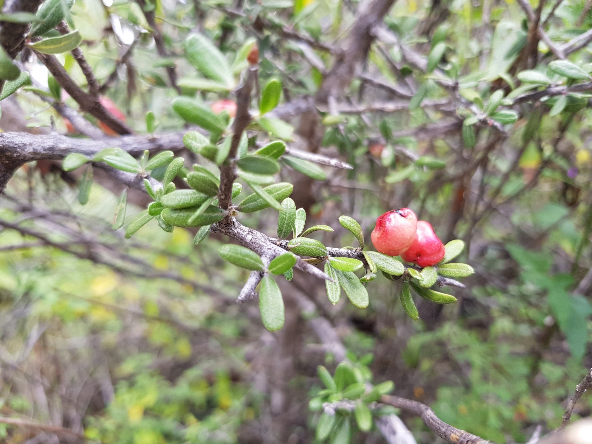 Castela tortuosa Liebm.