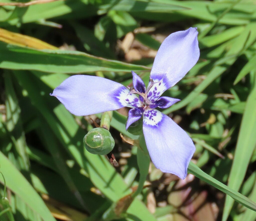 Prairie Nymph from Brazoria County, TX, USA on April 30, 2023 at 01:37 ...