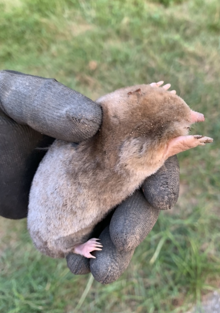 Eastern Mole from Norris Ln, Elkridge, MD, US on September 2, 2019 at ...