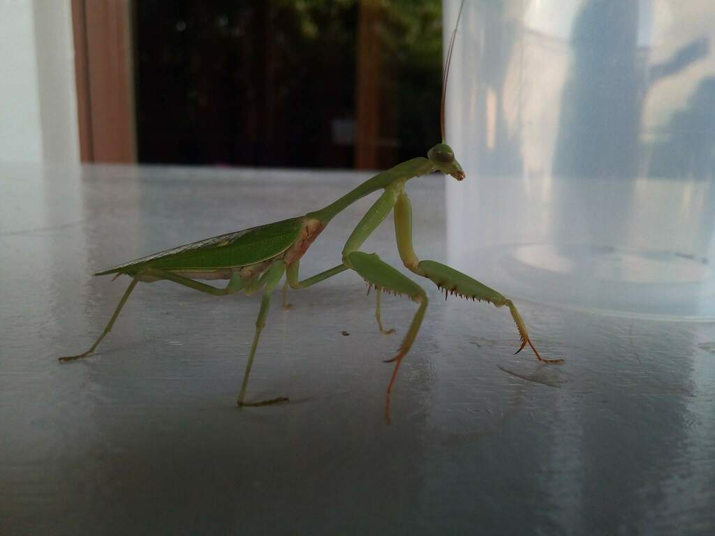 Giant Asian Mantises from Santo Tomas, Batangas, Philippines on ...