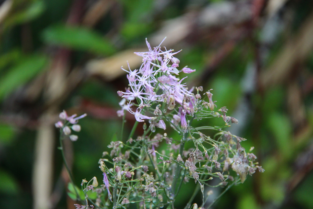French meadow-rue from Vitosha Mountains, Sofia, Bulgaria on June 16 ...