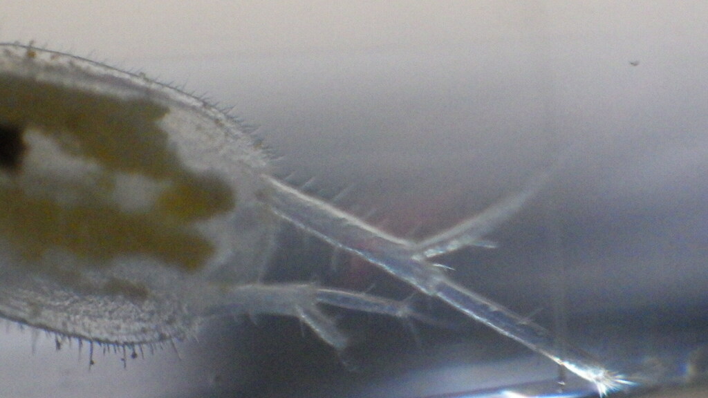 Price's Cave Isopod in May 2023 by nmacelko2 · iNaturalist