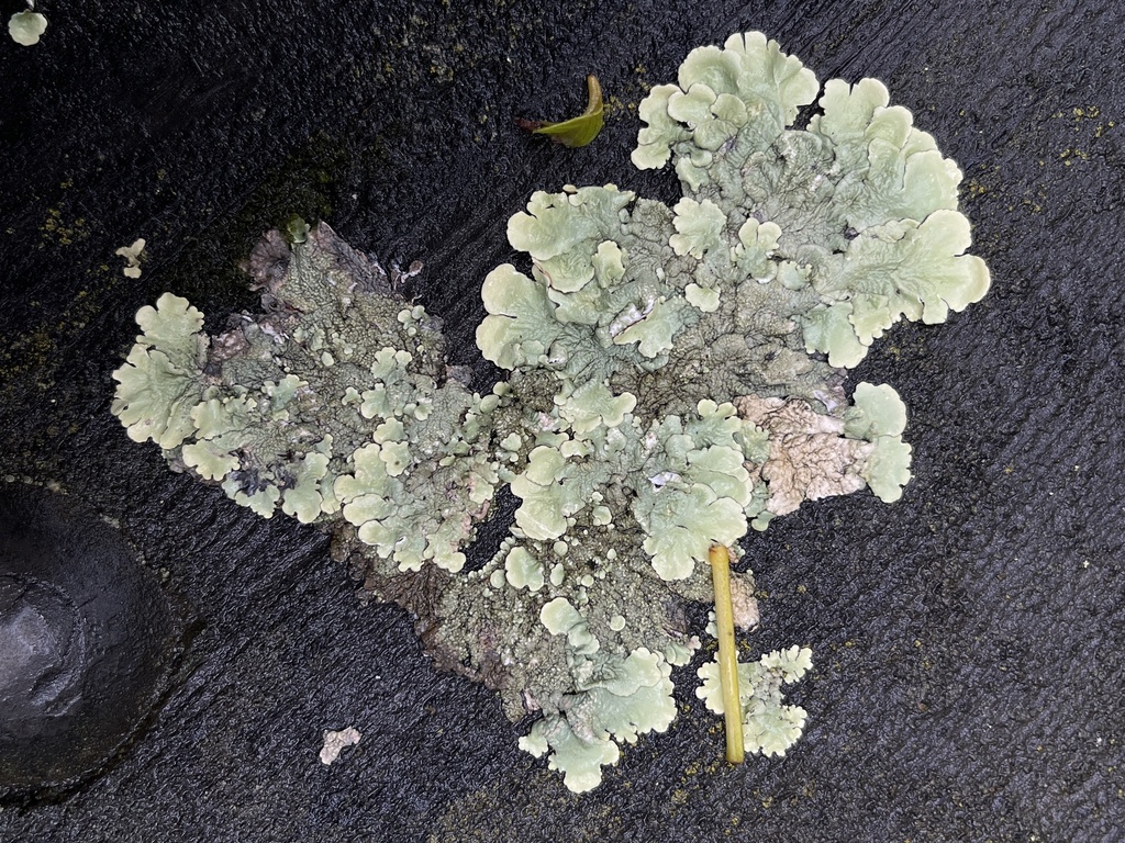 Trebouxia gelatinosa from University of California, Berkeley, CA, US on ...