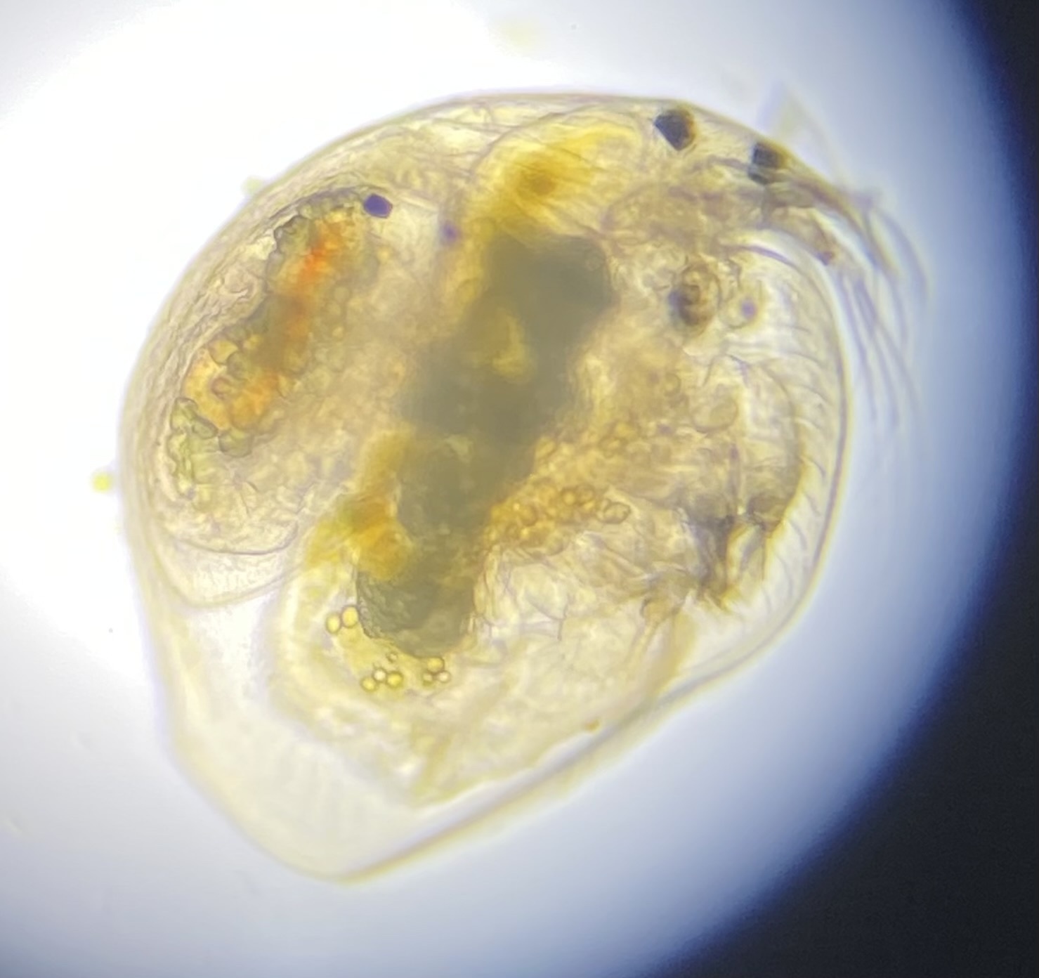 Pleuroxus aduncus (Jurine, 1820)