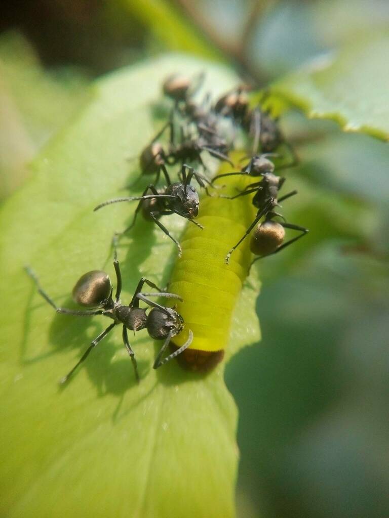 Rich Spiny Sugar ant from Wetland Park Rd, Tin Shui Wai, Hong Kong on ...