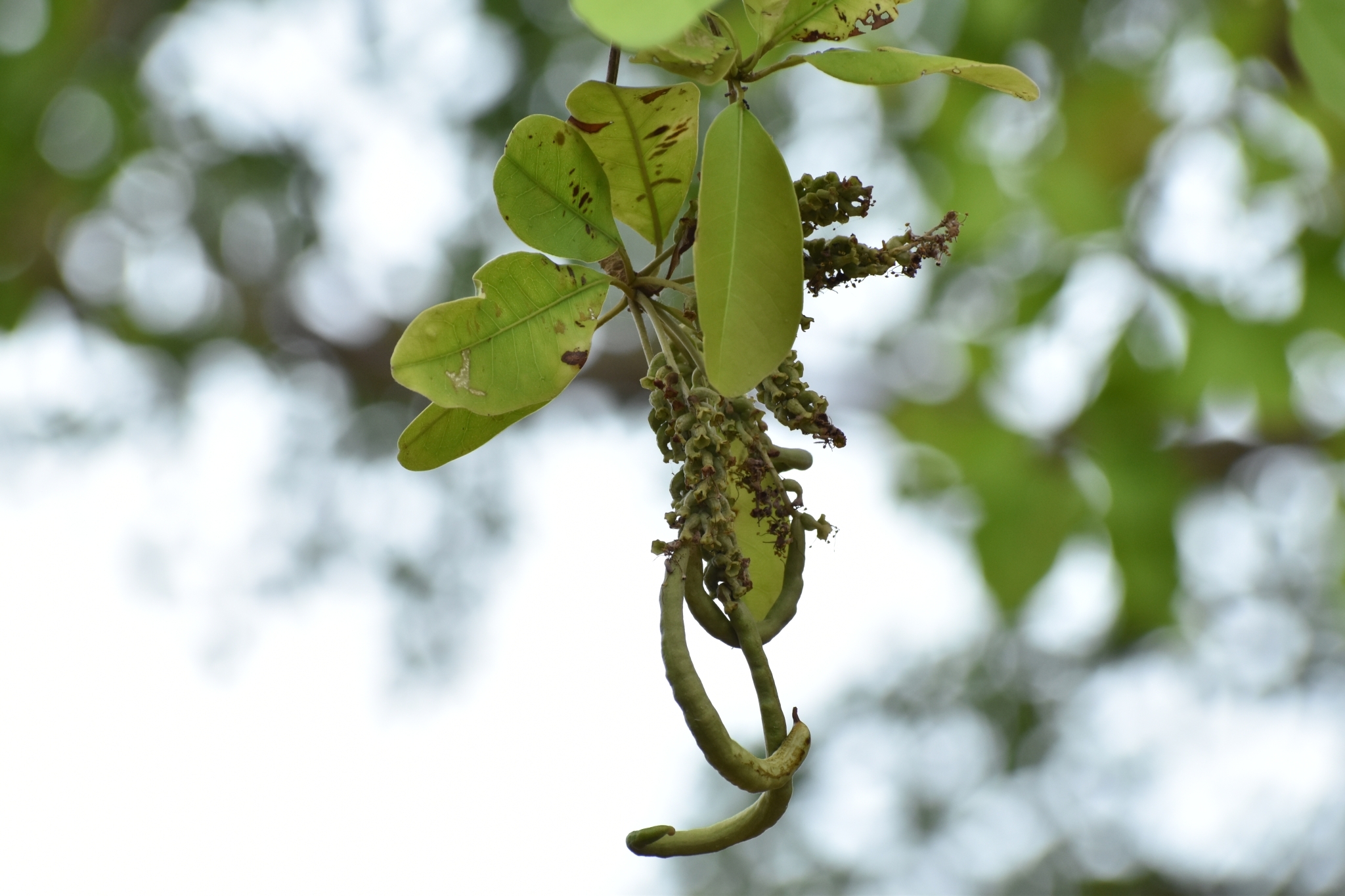Terminalia buceras (L.) Wright