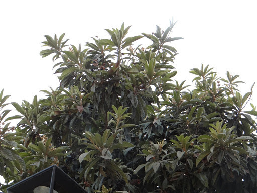 Bronze Loquat (LA Urban Forest Program) · iNaturalist