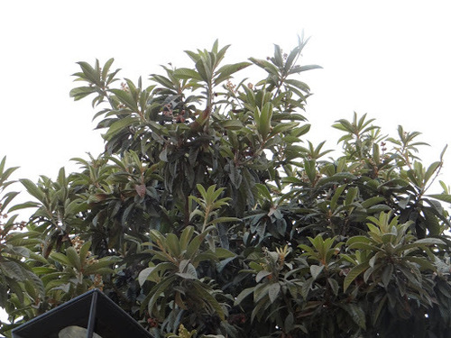 Bronze Loquat (LA Urban Forest Program) · iNaturalist