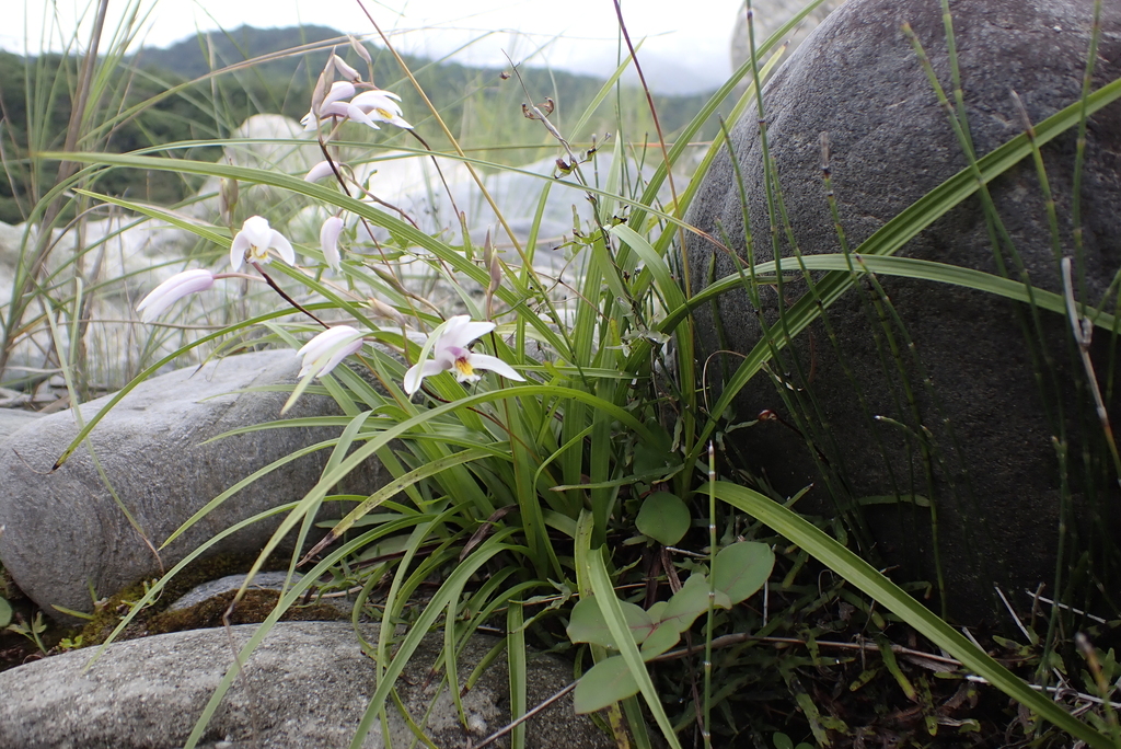 Bletilla formosana from 台灣花蓮縣 on April 27, 2023 at 03:48 PM by 鄭子琪 ...