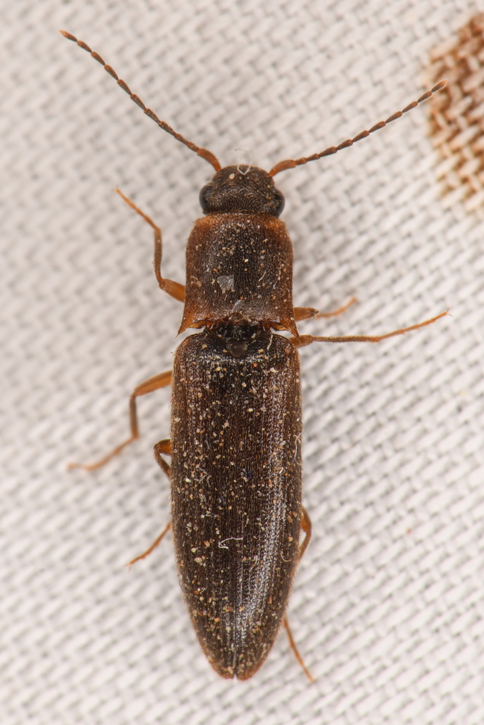 Dalopius improvidus (Click Beetles of the United States) · iNaturalist