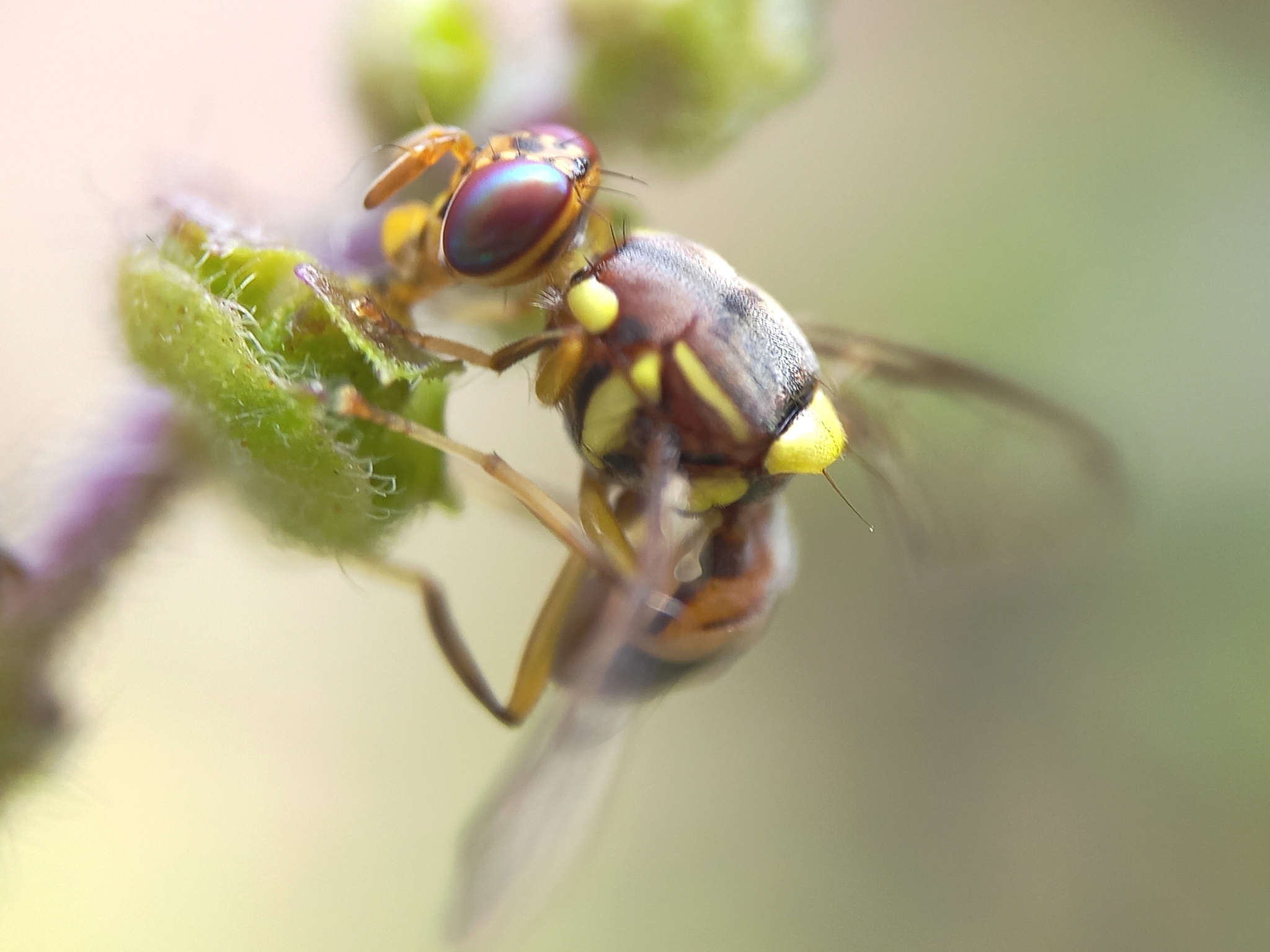 Bactrocera dorsalis (Hendel, 1912)