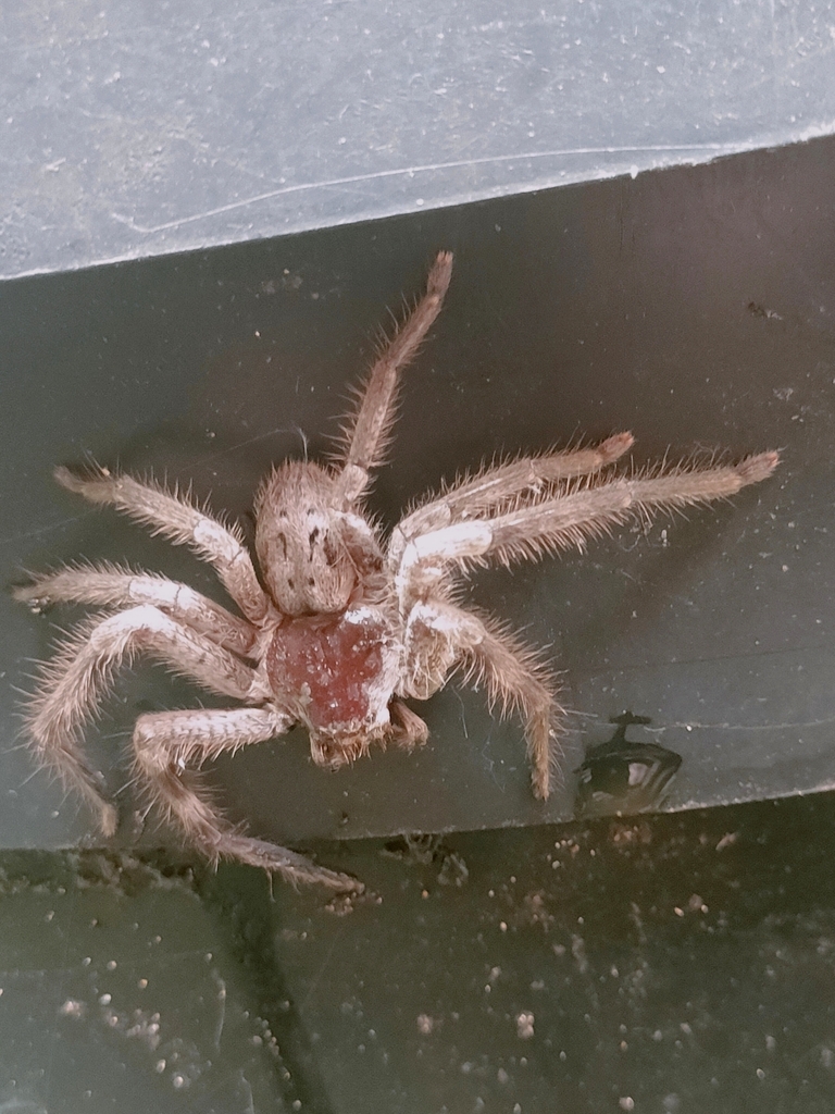 Mountain Huntsman from Blairgowrie VIC 3942, Australia on May 4, 2023 ...