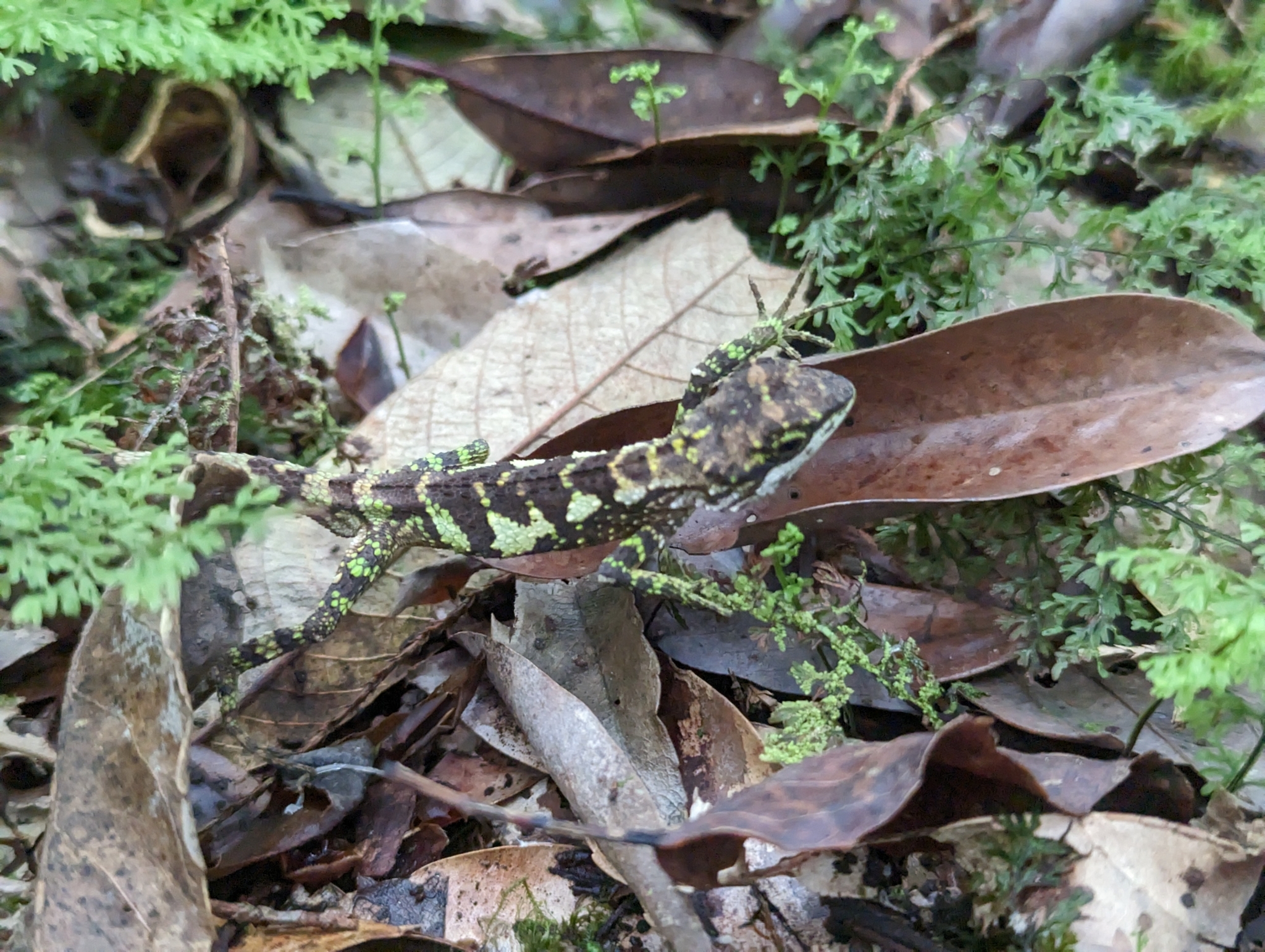 Diploderma brevipes (Gressitt, 1936)