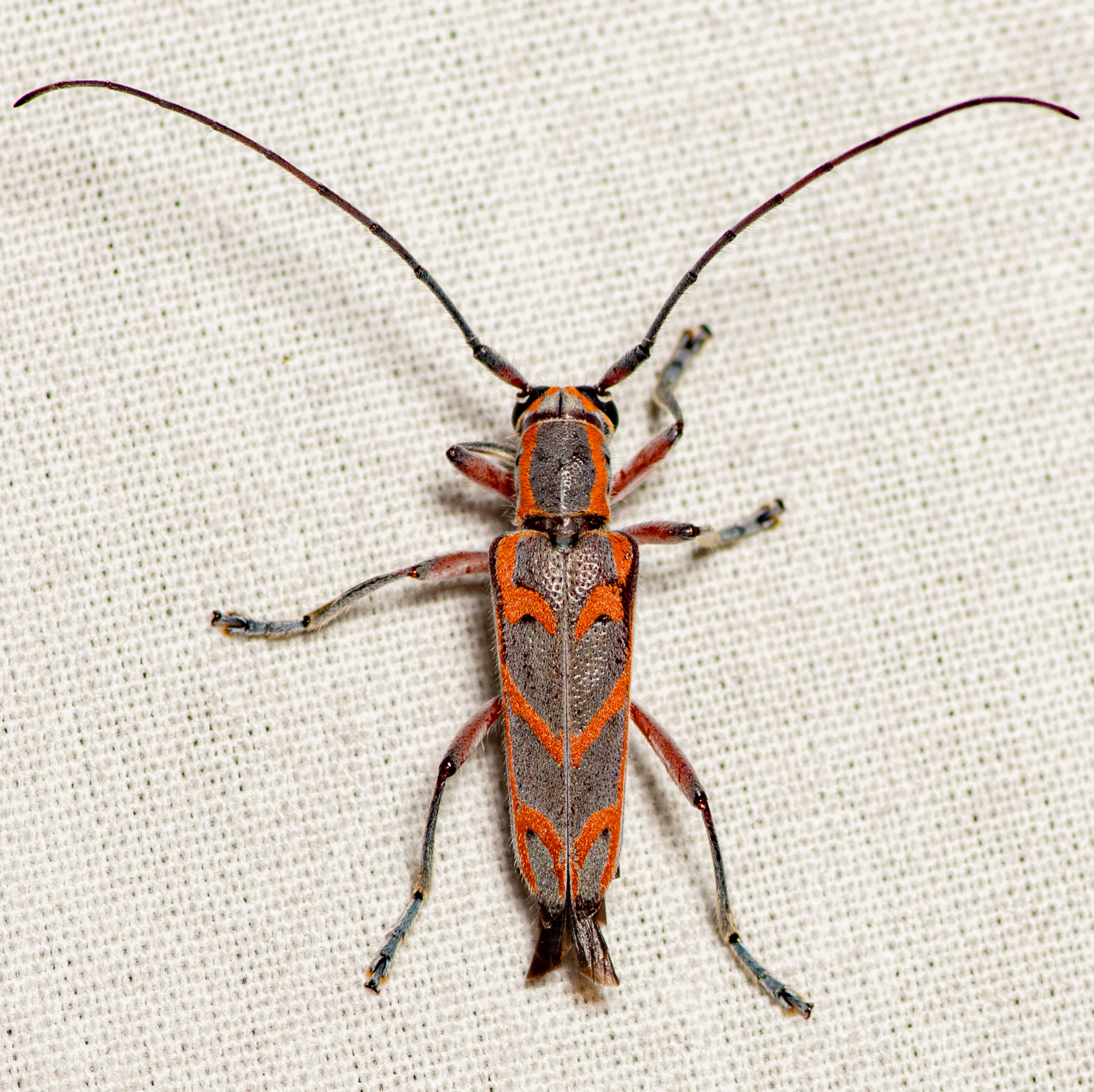 Saperda tridentata Olivier, 1795