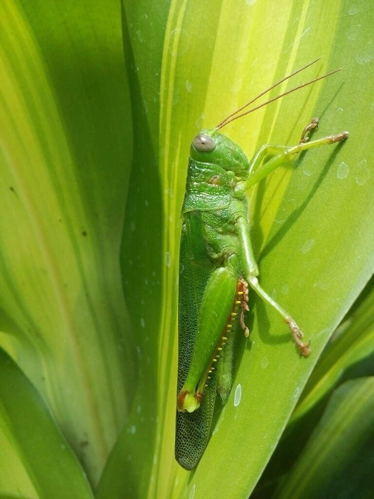 Melicodes tenebrosa from Mount Makiling, Los Baños, Laguna, Philippines ...