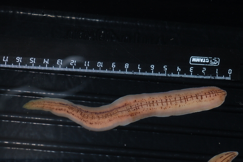 Cerebratulus signatus · iNaturalist