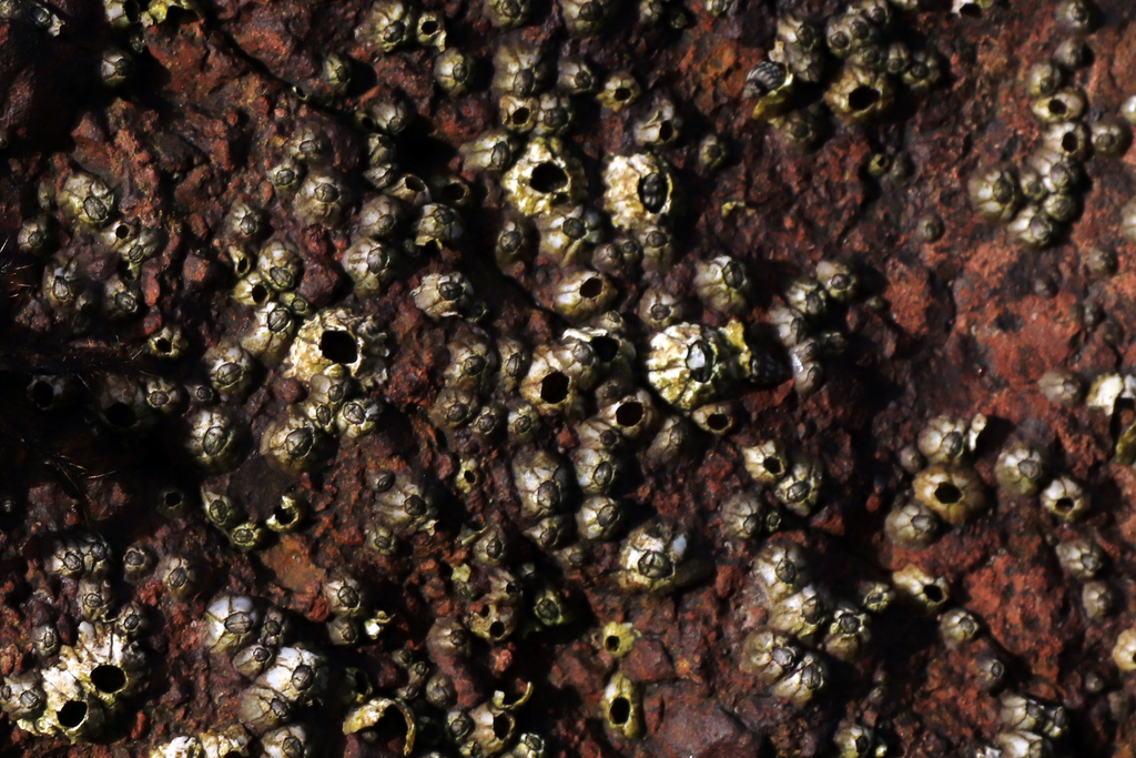 Chthamalid Barnacles from Teacapan, Teacapán, Sin., México on April 29 ...