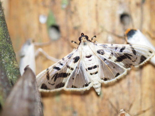 Genus Botys · iNaturalist United Kingdom