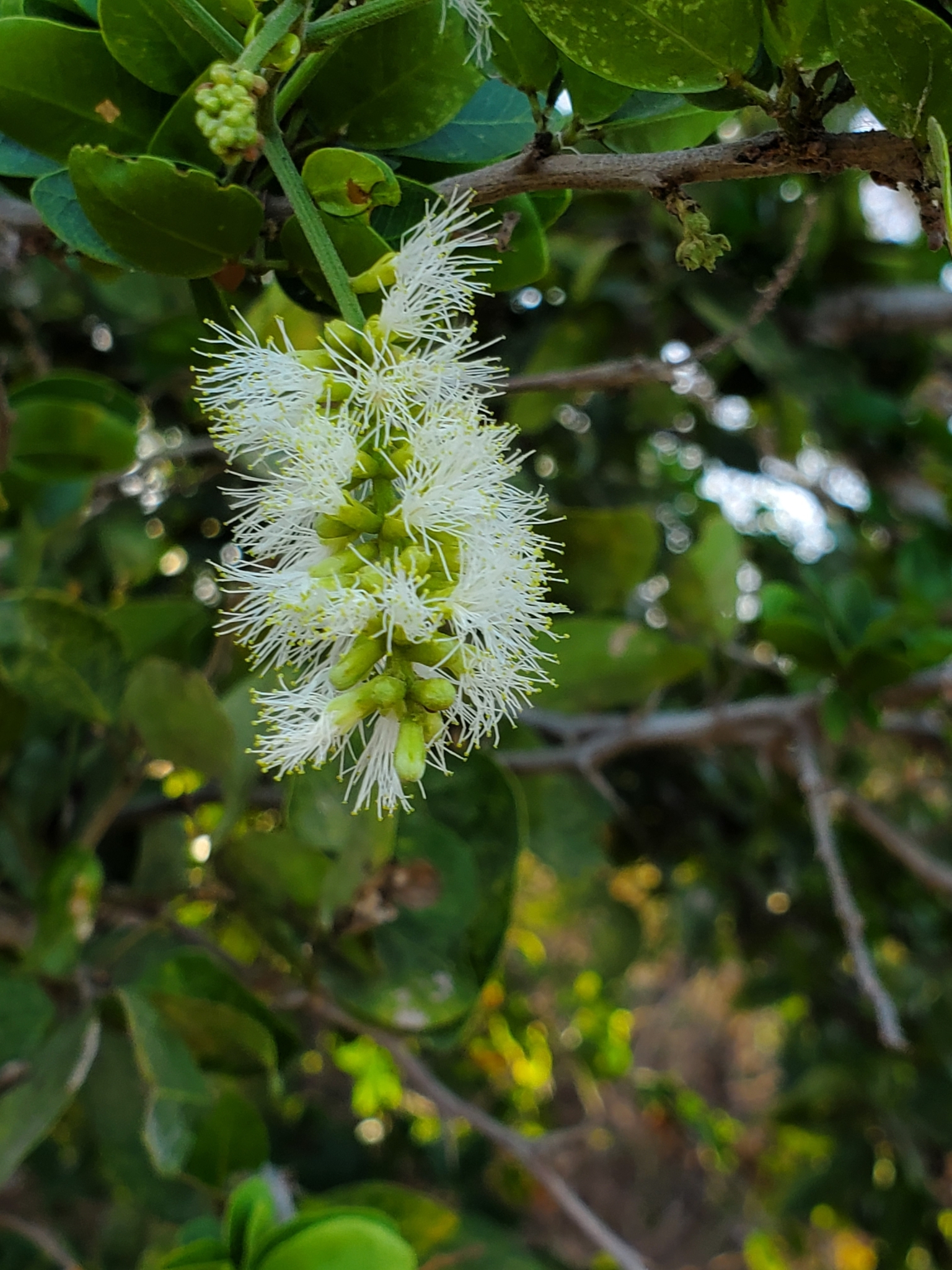 Pithecellobium lanceolatum (Humb. & Bonpl. ex Willd.) Benth.