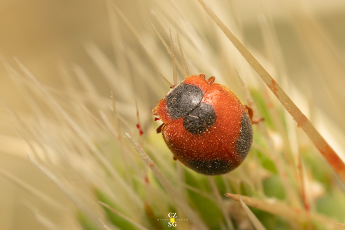 Novius sieboldii · iNaturalist