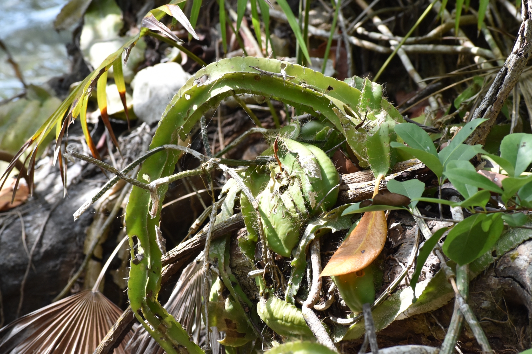 Deamia testudo (Karw.) Britton & Rose