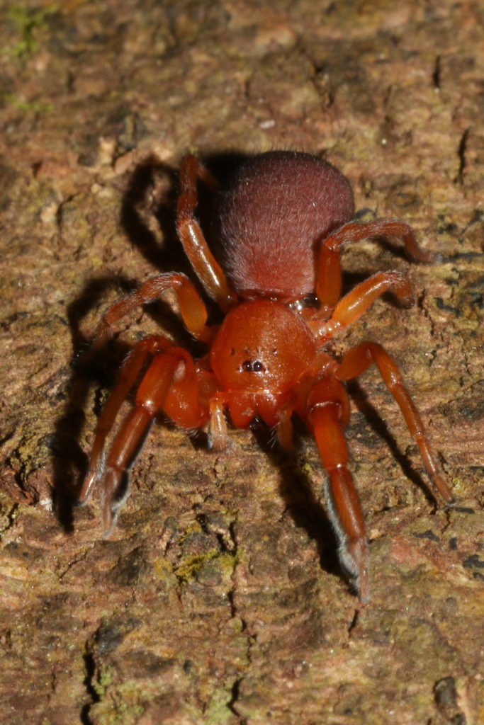 Common Palp-footed Spiders from Constantia, Cape Town, South Africa on ...
