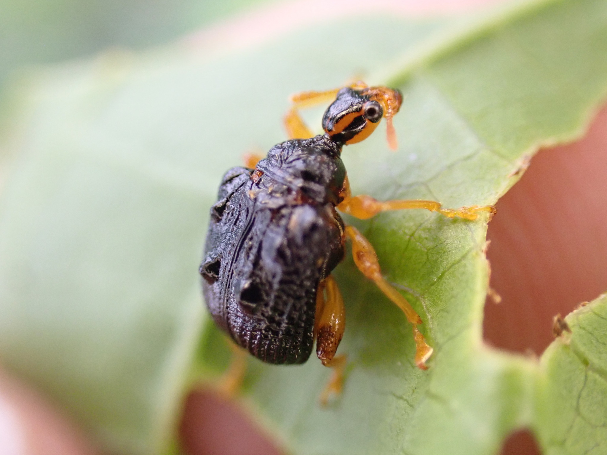 Agomadaranus pardaloides (Voss, 1924)