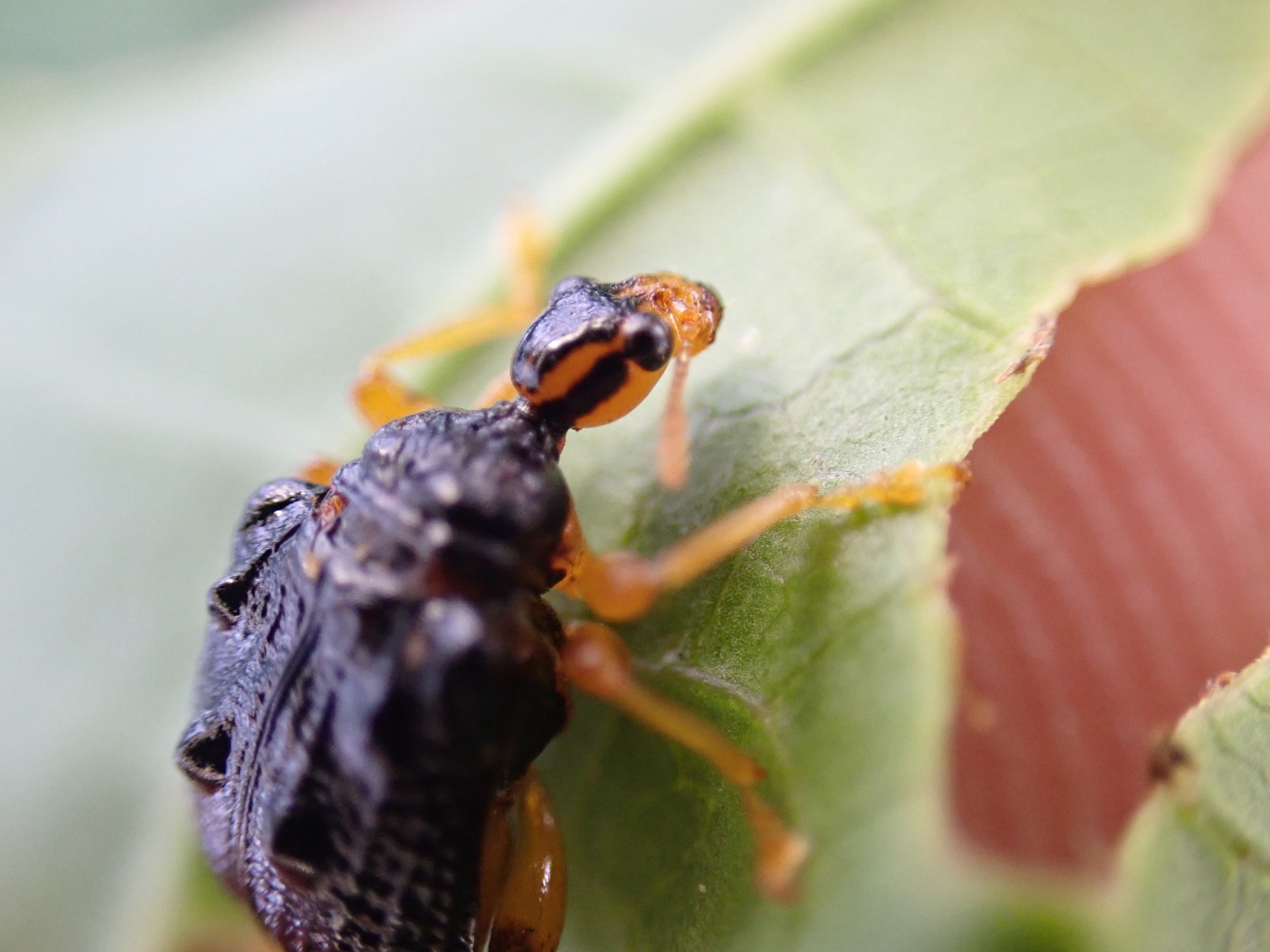 Agomadaranus pardaloides (Voss, 1924)