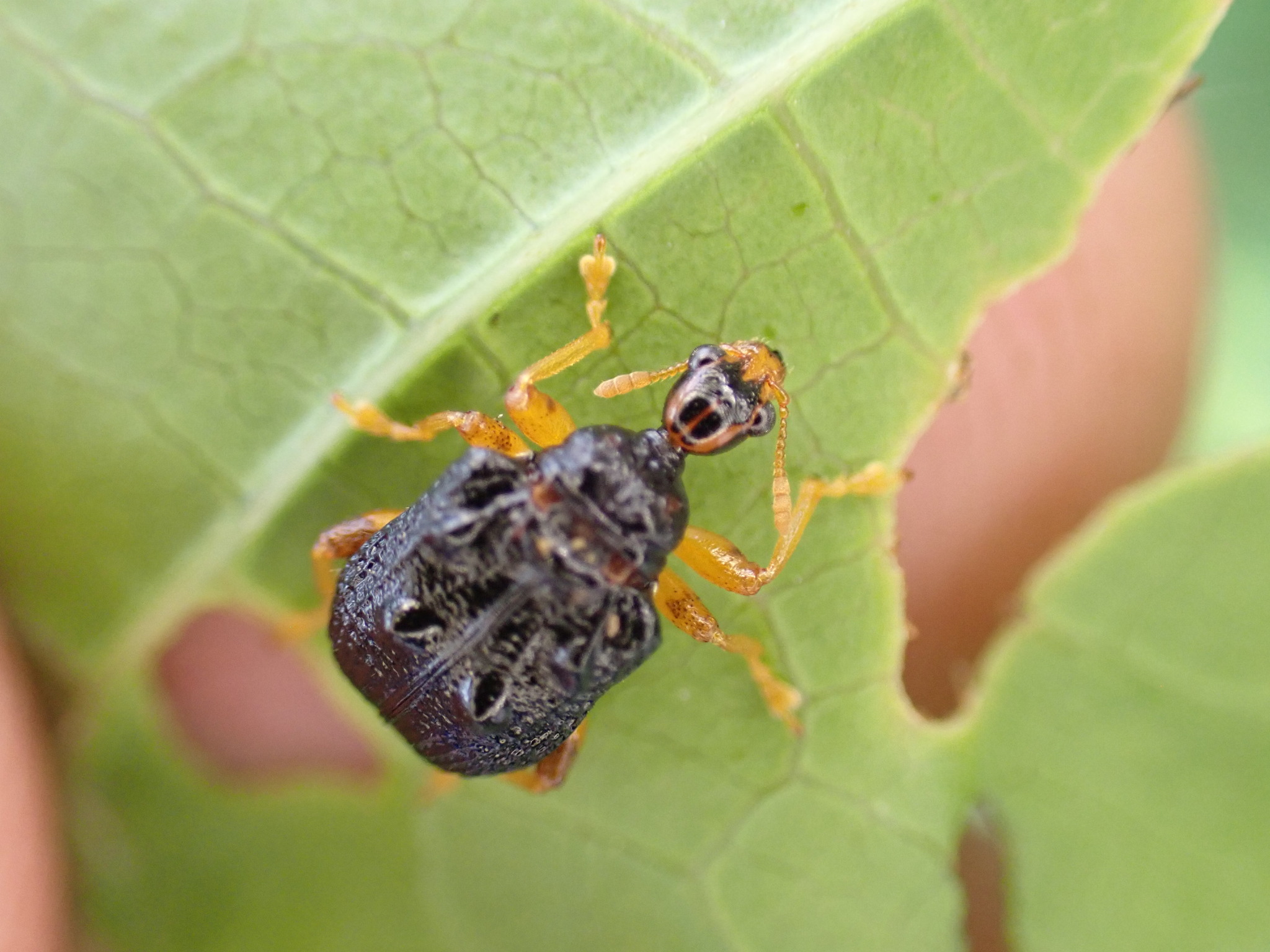 Agomadaranus pardaloides (Voss, 1924)