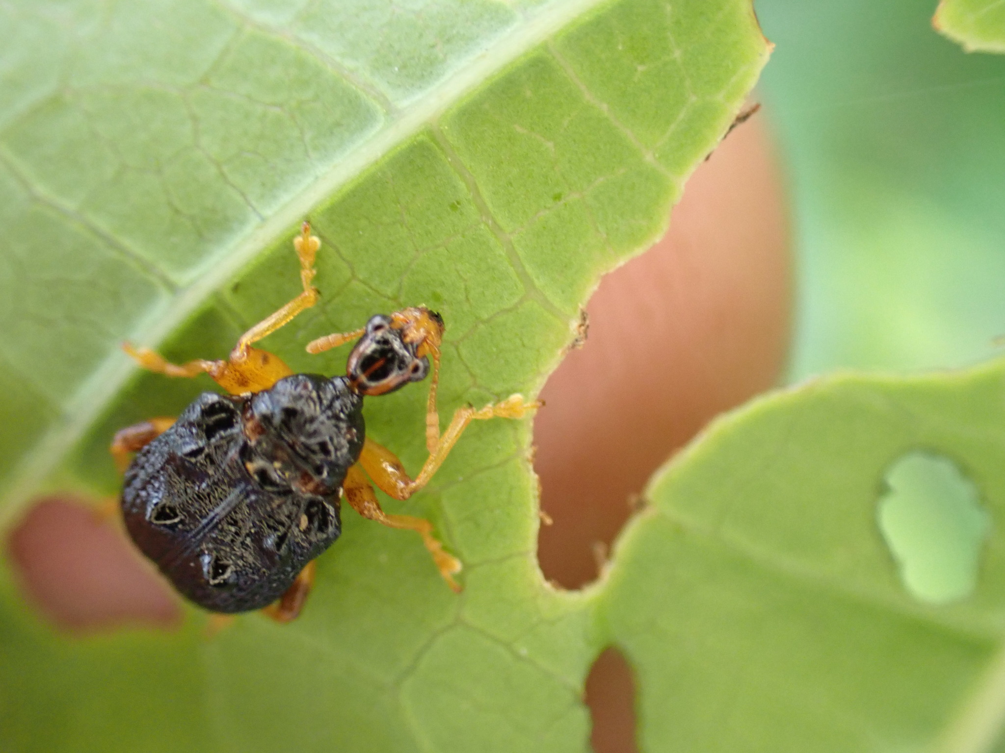 Agomadaranus pardaloides (Voss, 1924)