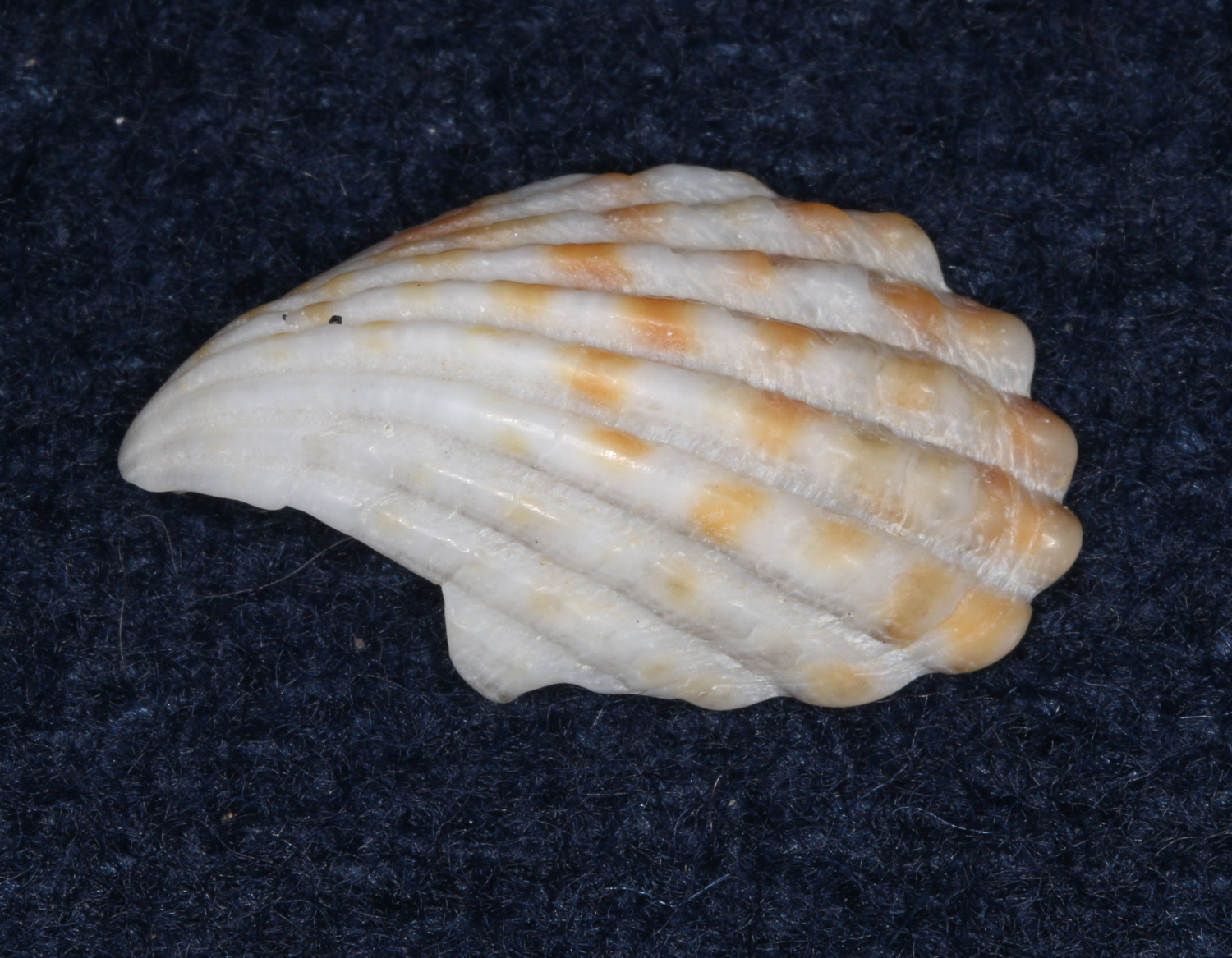 Cardita variegata Bruguière, 1792