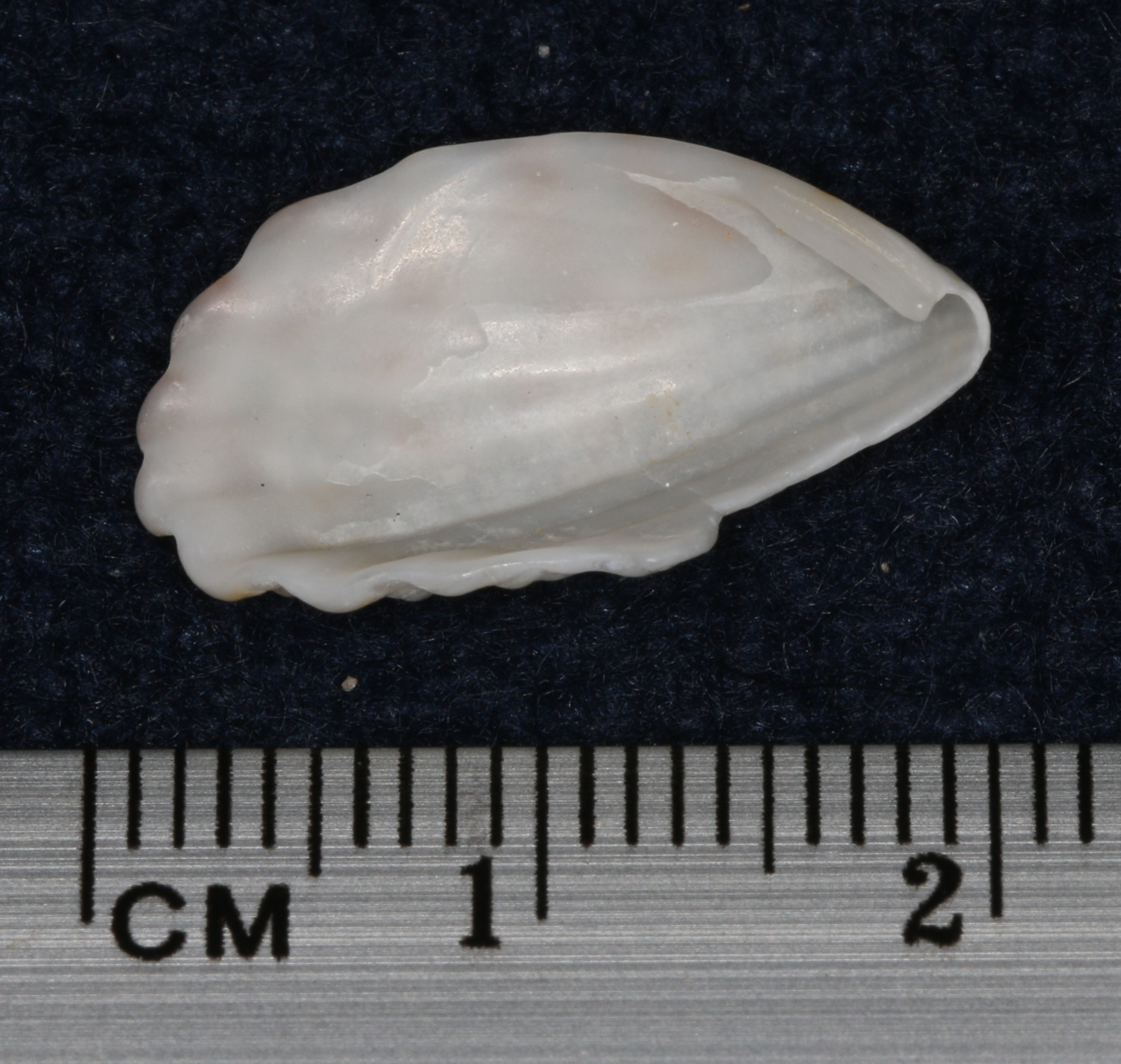 Cardita variegata Bruguière, 1792