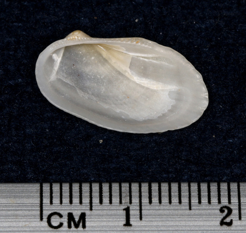 Sheldonella lateralis · iNaturalist