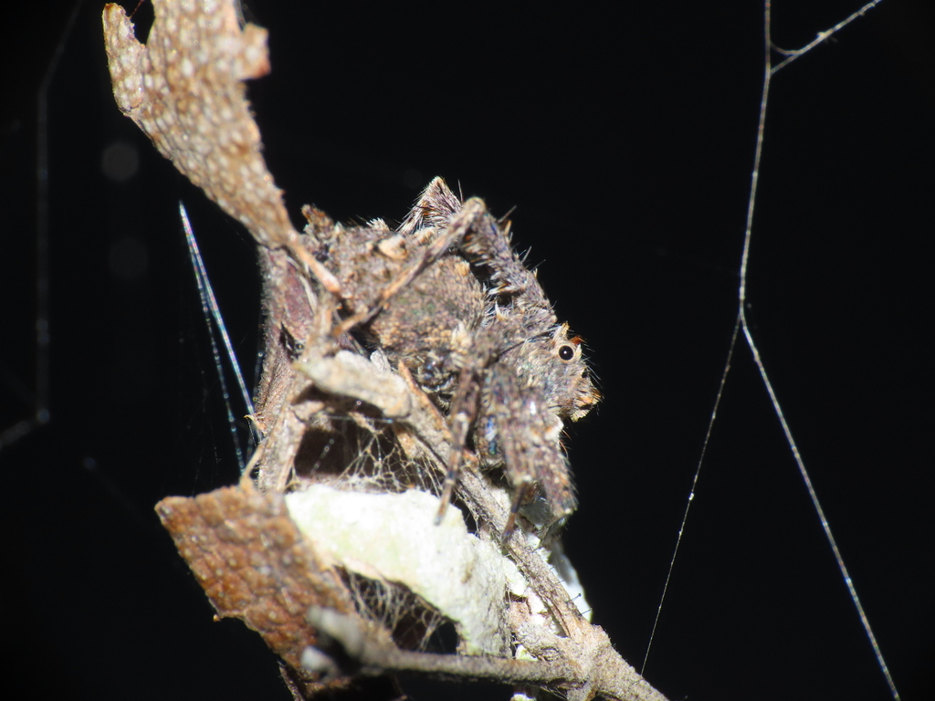 Dandy Spiders from Gunung Kidul Regency, Special Region of Yogyakarta ...