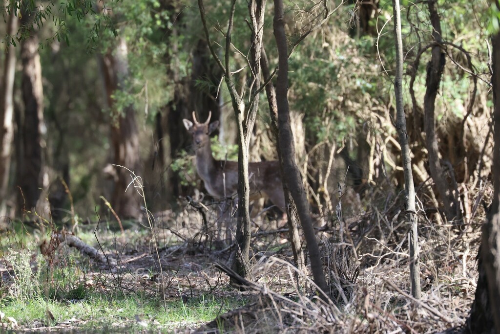 European Fallow Deer from Maraylya NSW 2765, Australia on May 4, 2023 ...