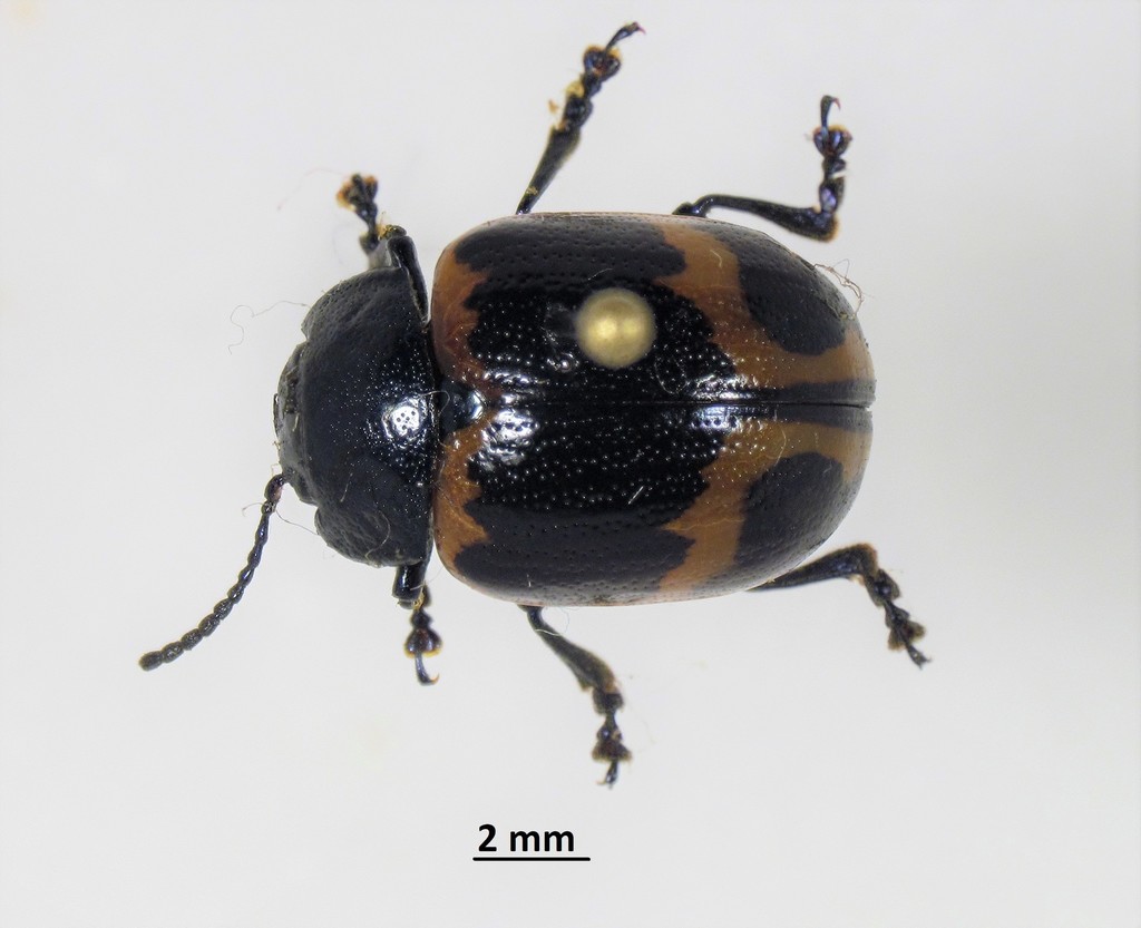 Swamp Milkweed Leaf Beetle from Sherbrooke, QC, Canada on September 17 ...