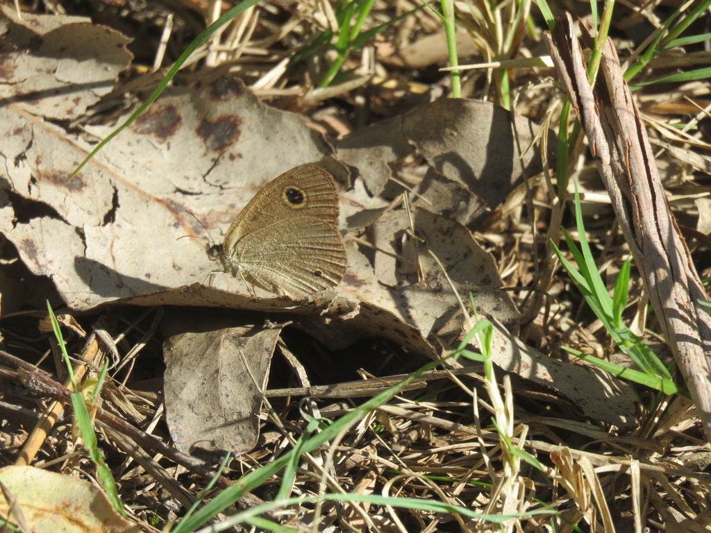 Dusky Knight from Creek Flat Rd, Maraylya, NSW, AU on May 04, 2023 by ...