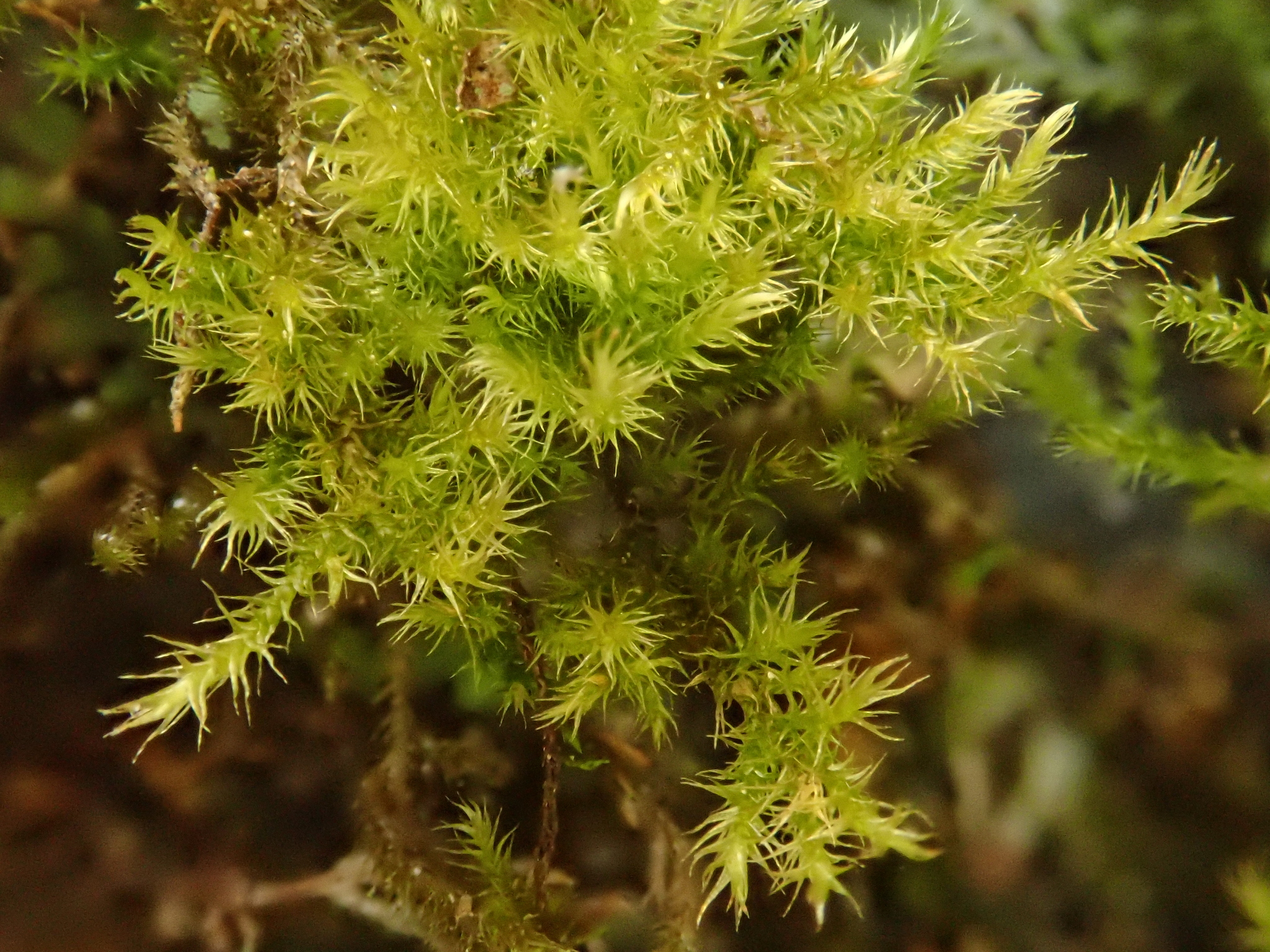 Campyliadelphus chrysophyllus (Brid.) R.S.Chopra