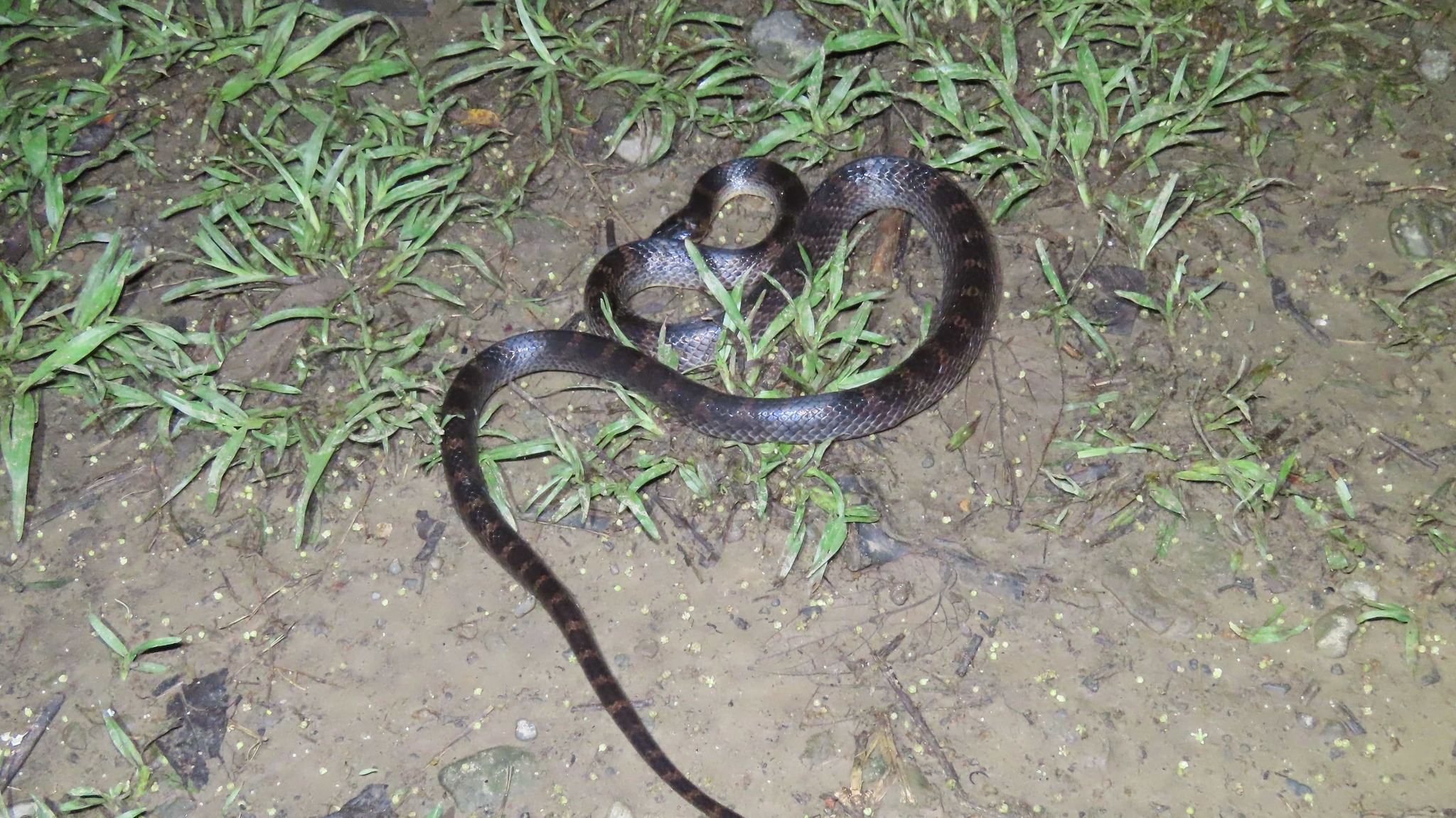 Lycodon rufozonatus Cantor, 1842